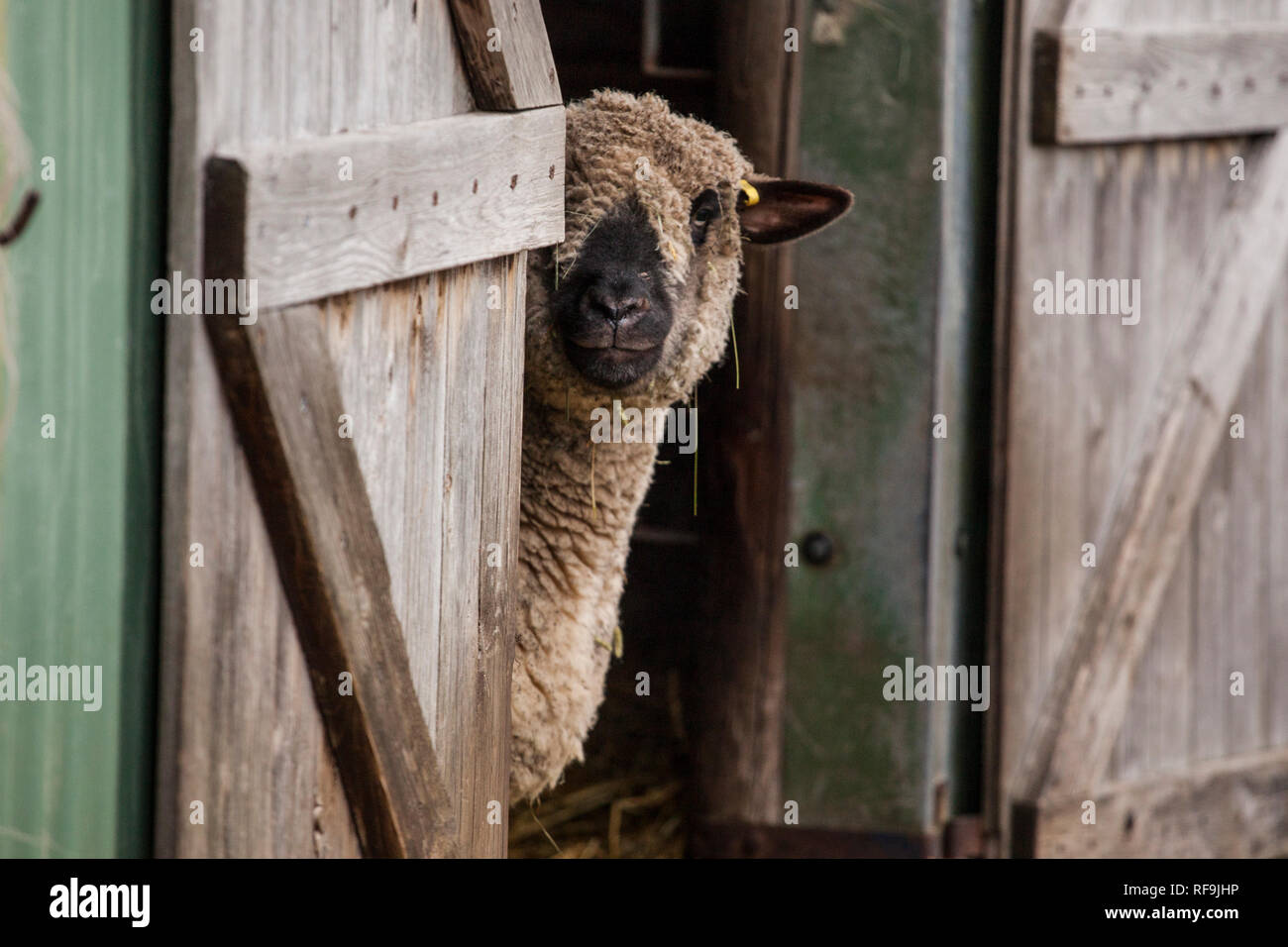 Ewe sheep standing in the barn door looking out towards the field ...