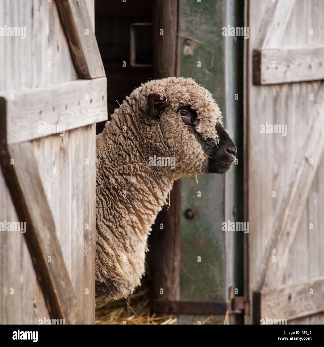 Fluffy Sheep High Resolution Stock Photography and Images - Alamy