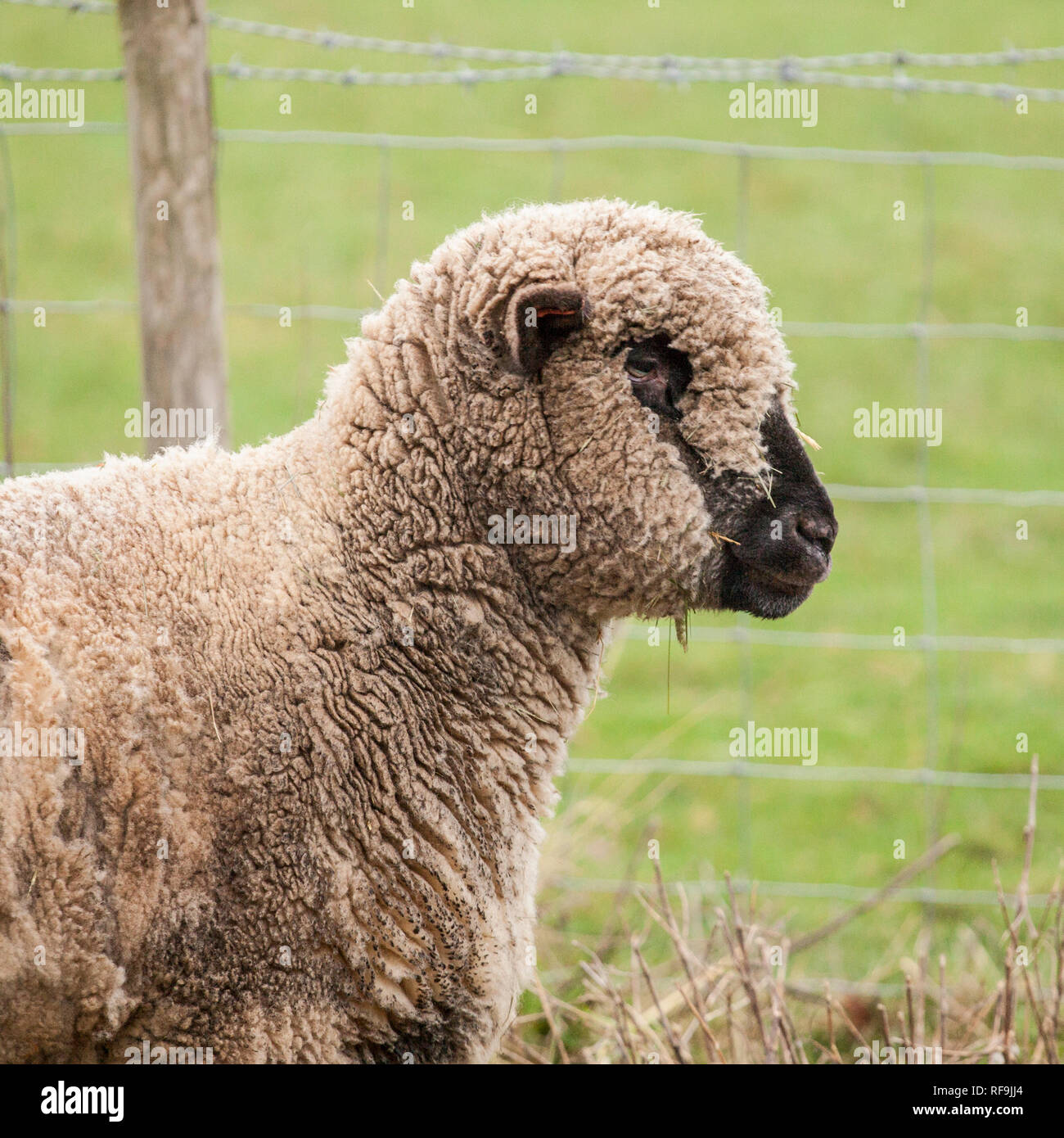 A single sheep standing in a green field in the English countryside ...
