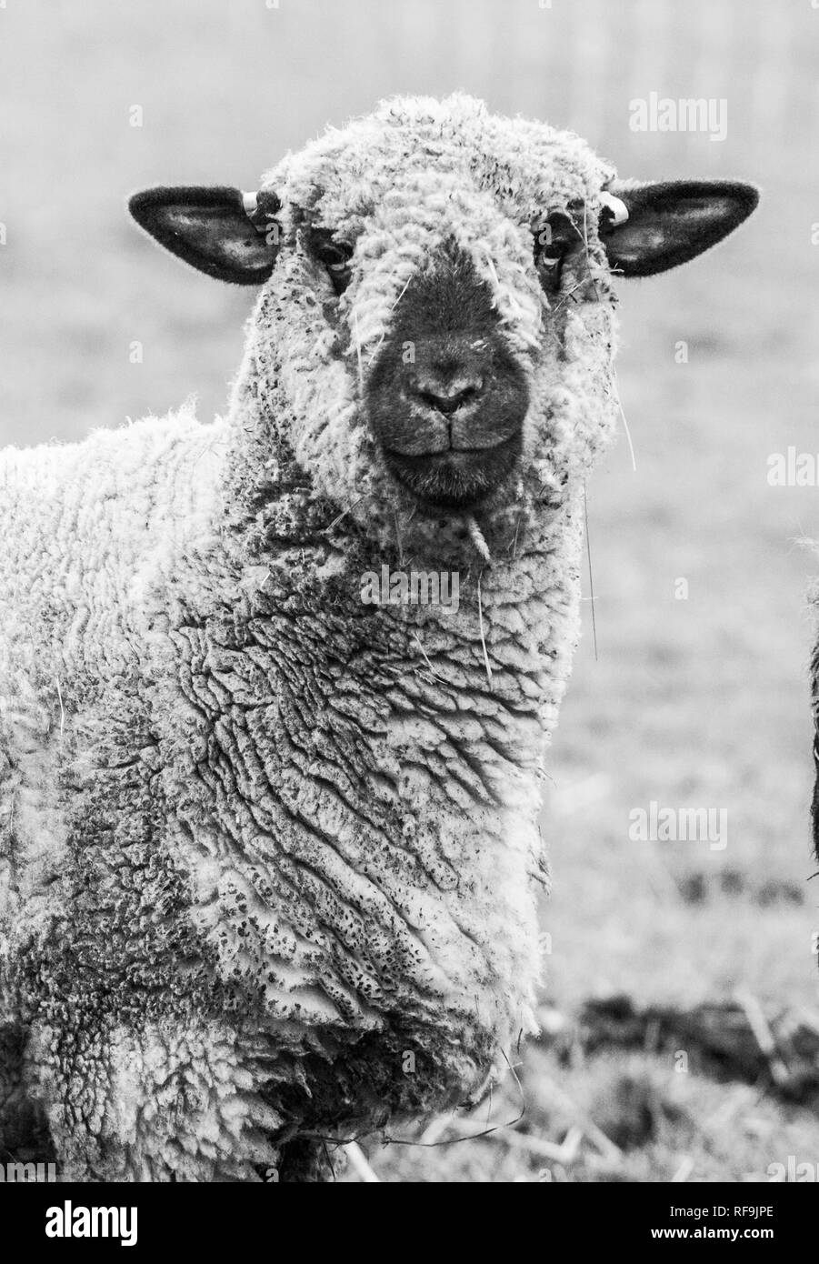 A single sheep standing in a green field in the English countryside ...