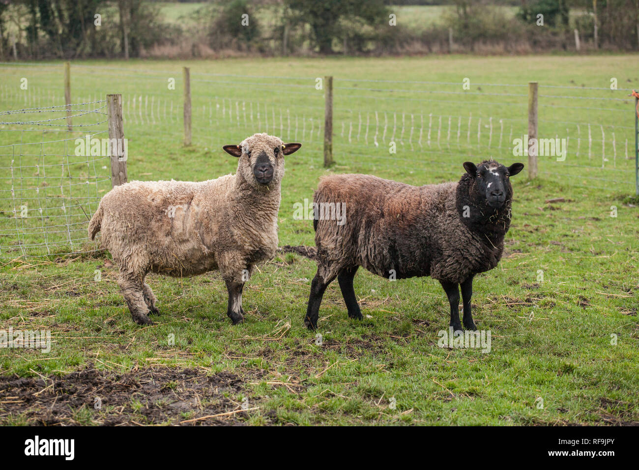 sheep standing in a green field on a dull overcast day in the winter in ...