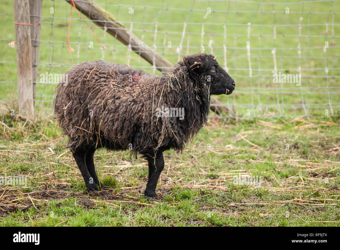 A single sheep standing in a green field in the English countryside ...