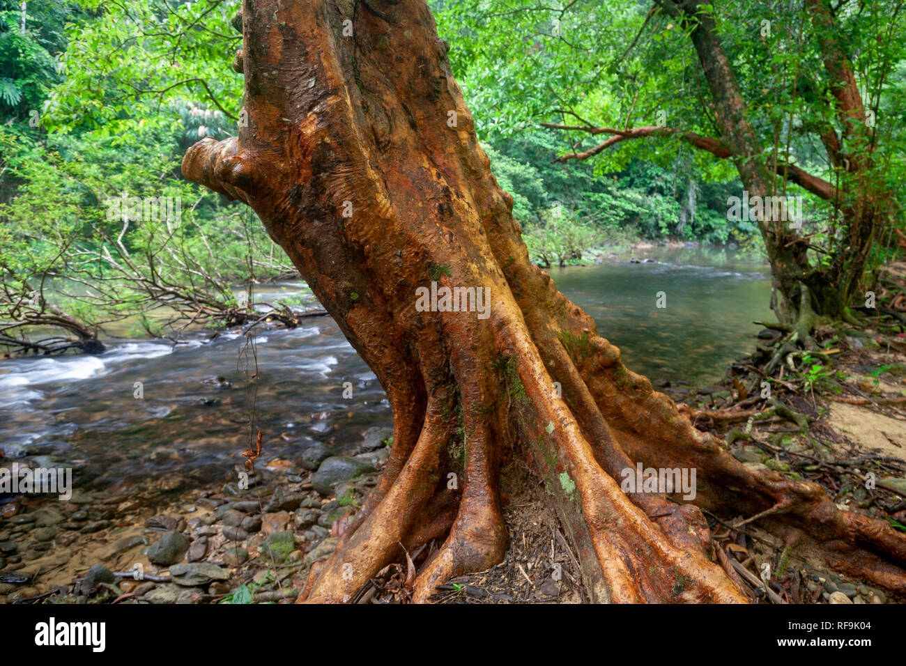 National tree of thailand hi-res stock photography and images - Alamy