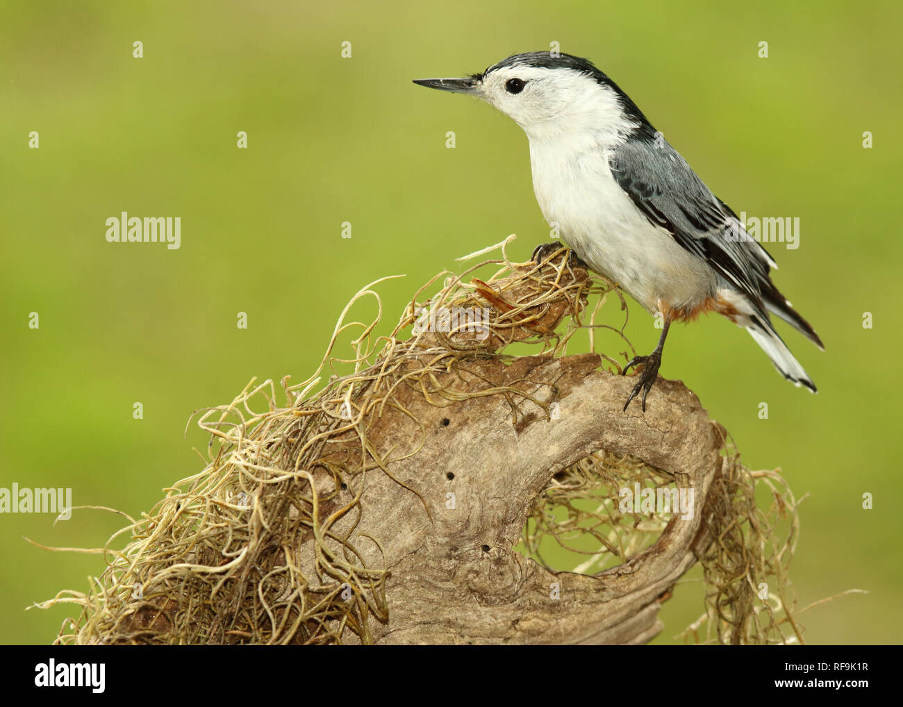 Beautiful nuthatch hi-res stock photography and images - Alamy