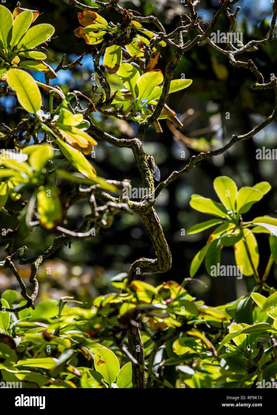 Details from a walk through the Wellington Botanic Gardens, where a ...