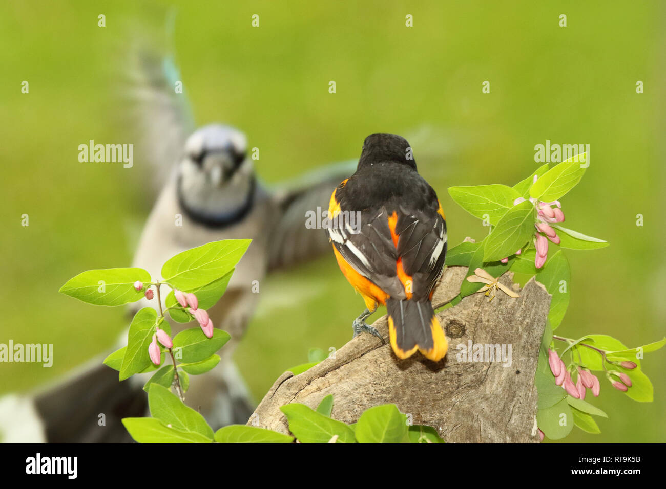 A Baltimore Oriole bracing for a Blue Jay flying in Stock Photo - Alamy