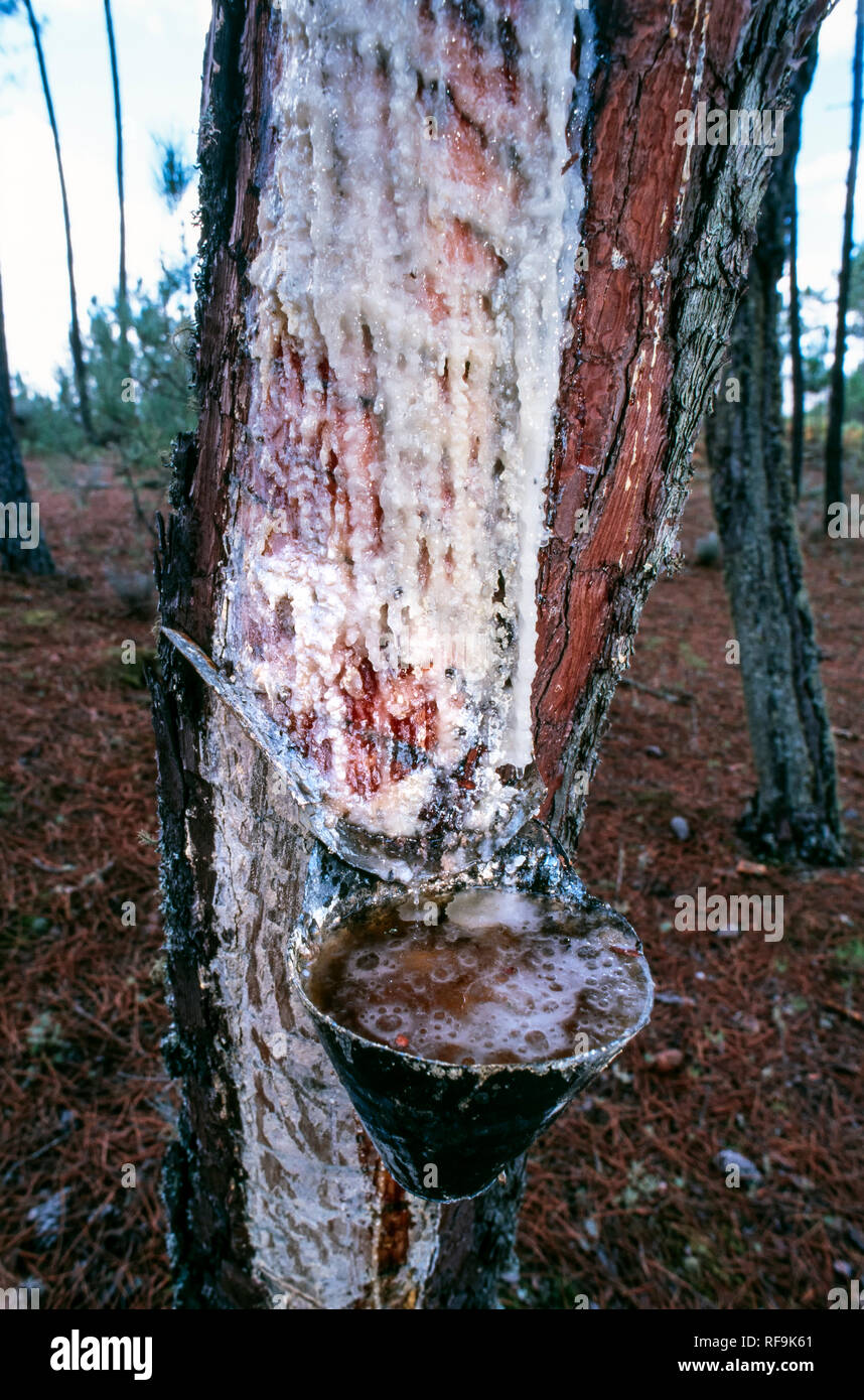 Plastic Pine Tree High Resolution Stock Photography and Images - Alamy