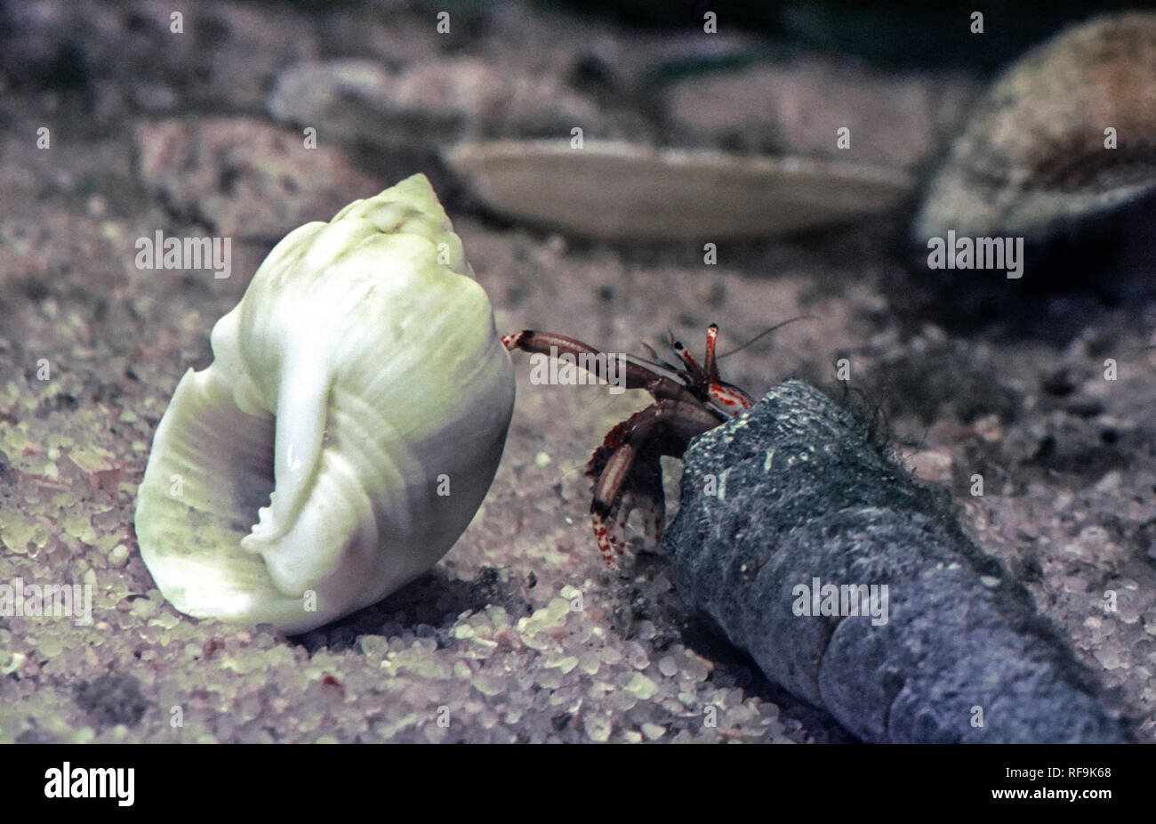 Empty Crab High Resolution Stock Photography and Images - Alamy