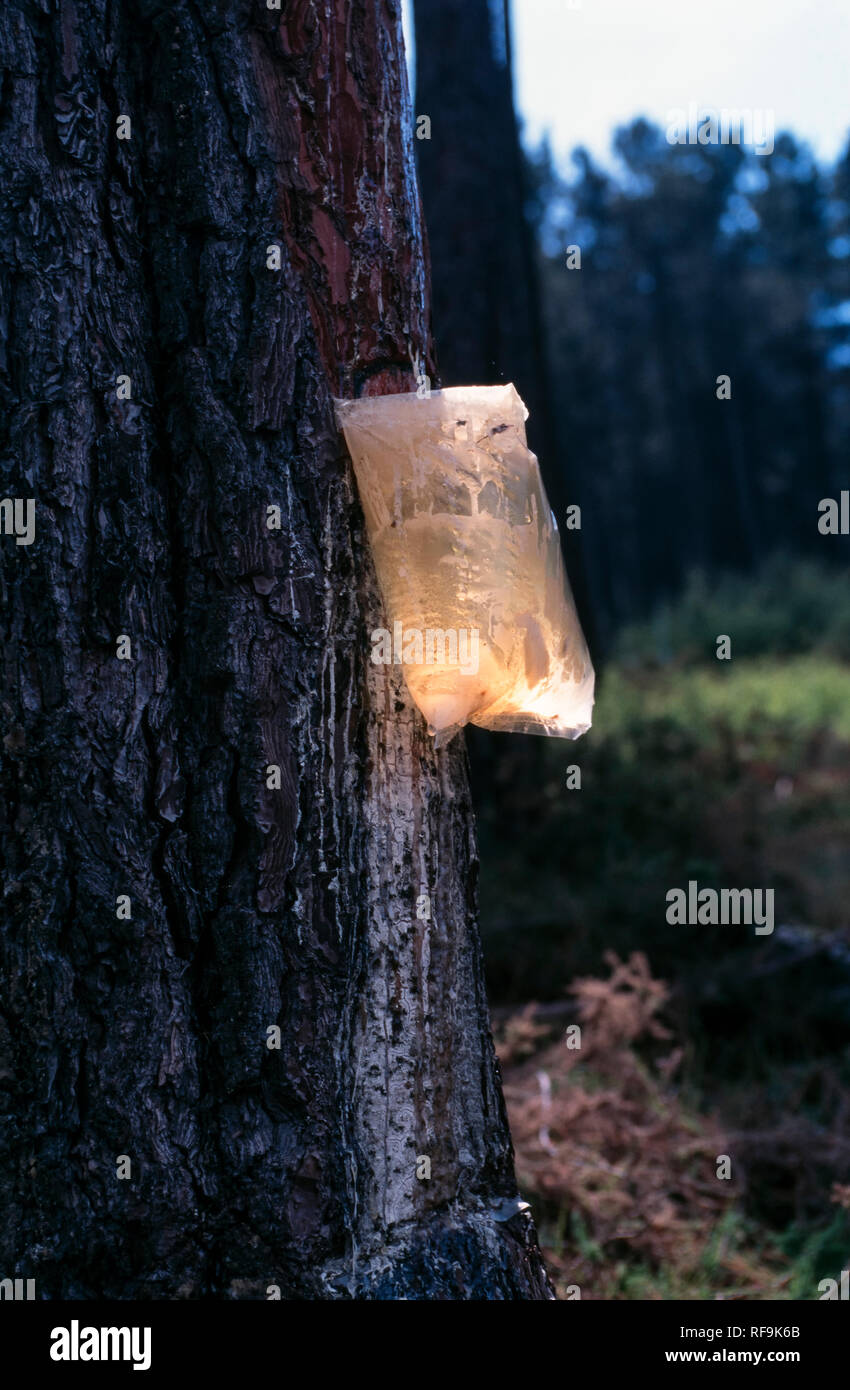 Pine Resin Stock Photos & Pine Resin Stock Images - Alamy
