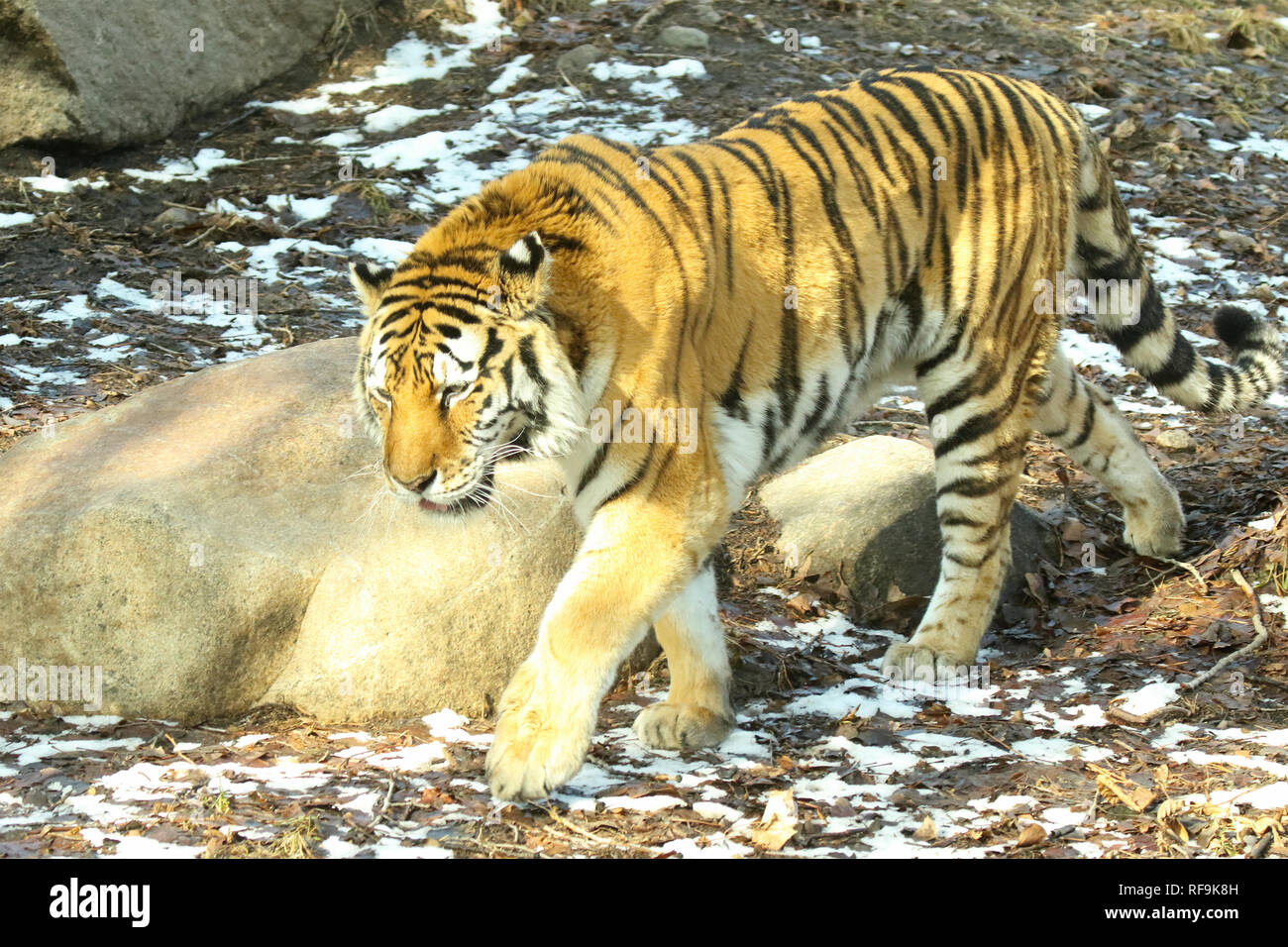 Prowling through forest hi-res stock photography and images - Alamy