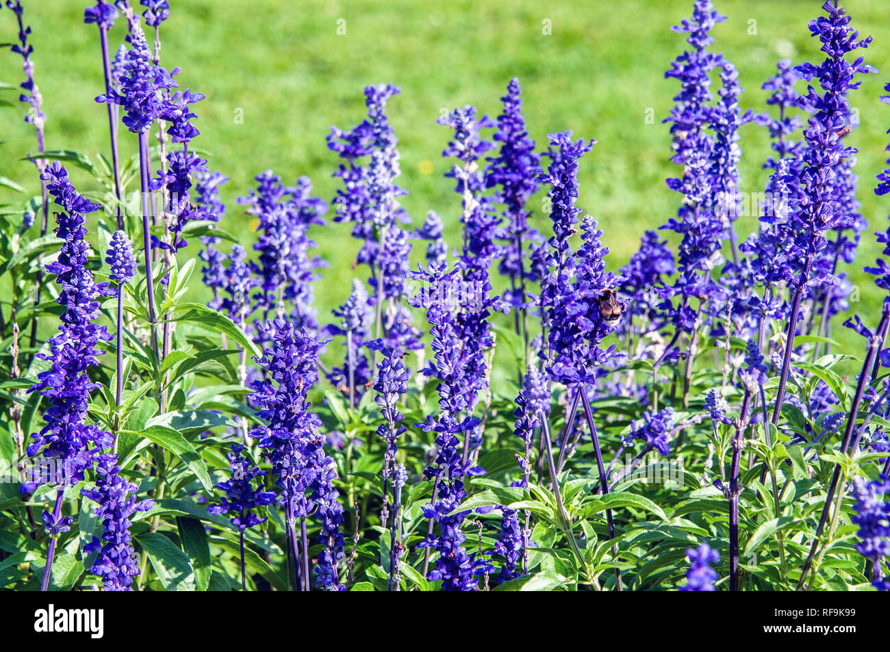 Tall speedwell hi-res stock photography and images - Alamy