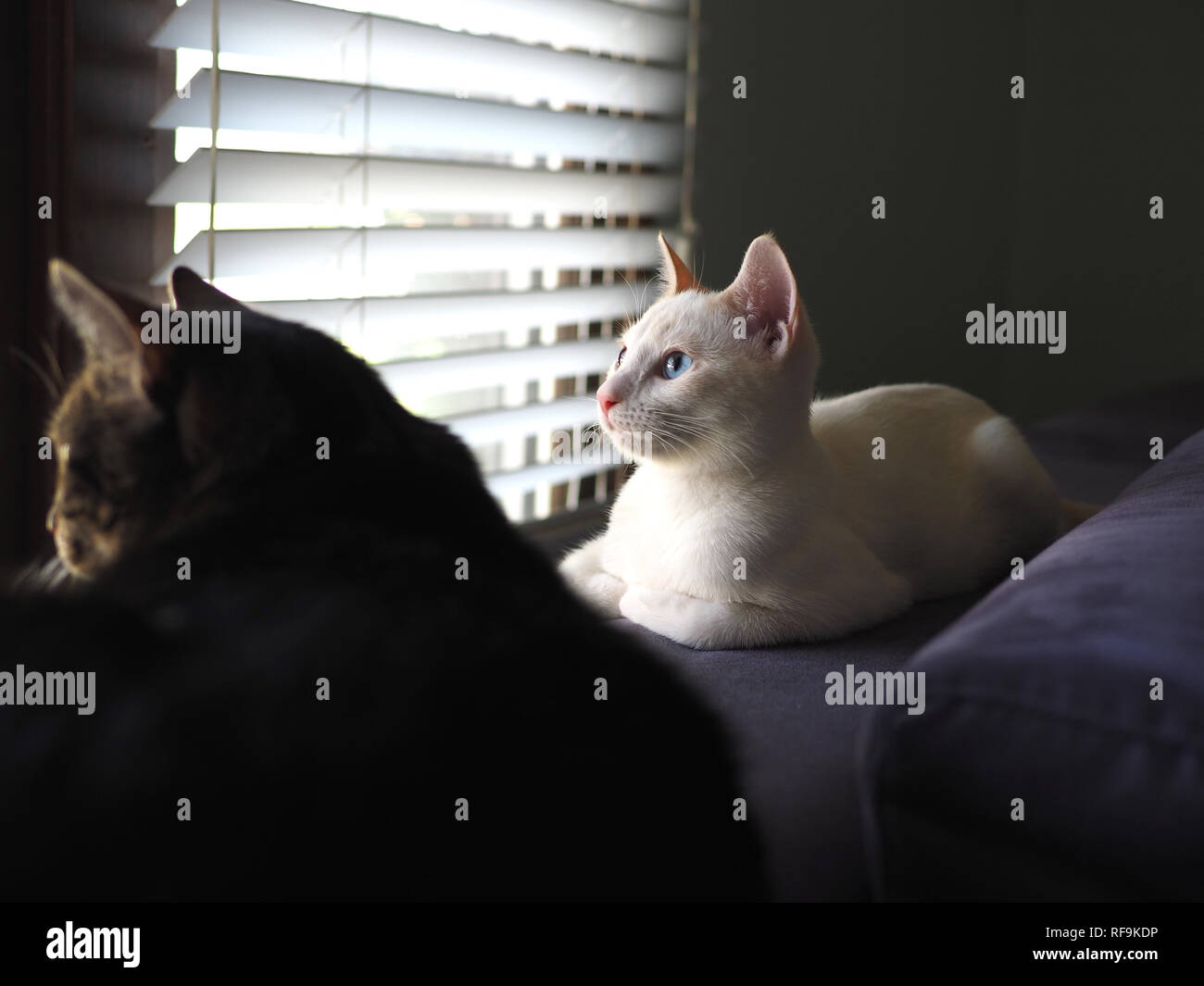 New baby cat sharing the window view with her older sister Stock Photo ...