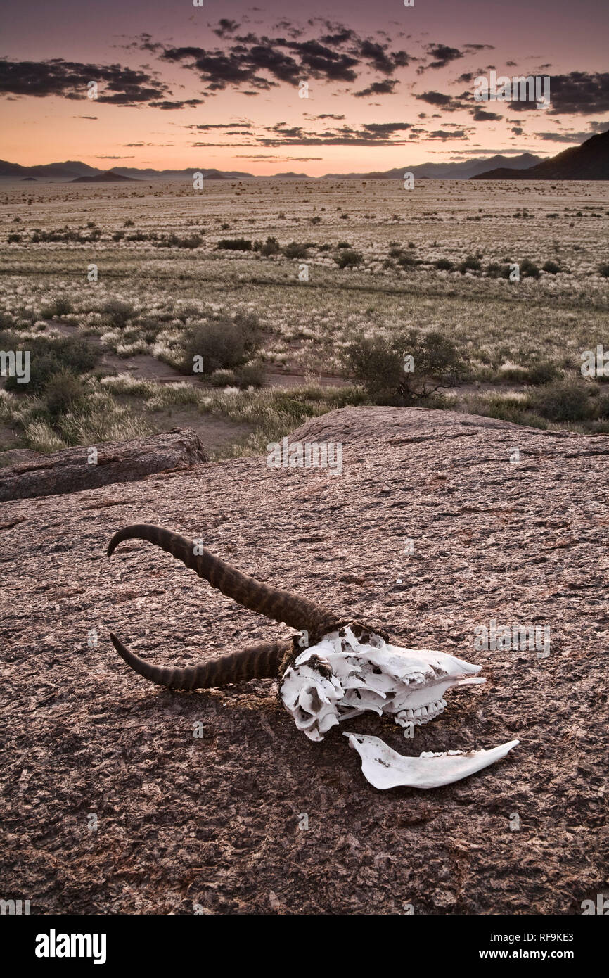 Springbok skull hi-res stock photography and images - Alamy