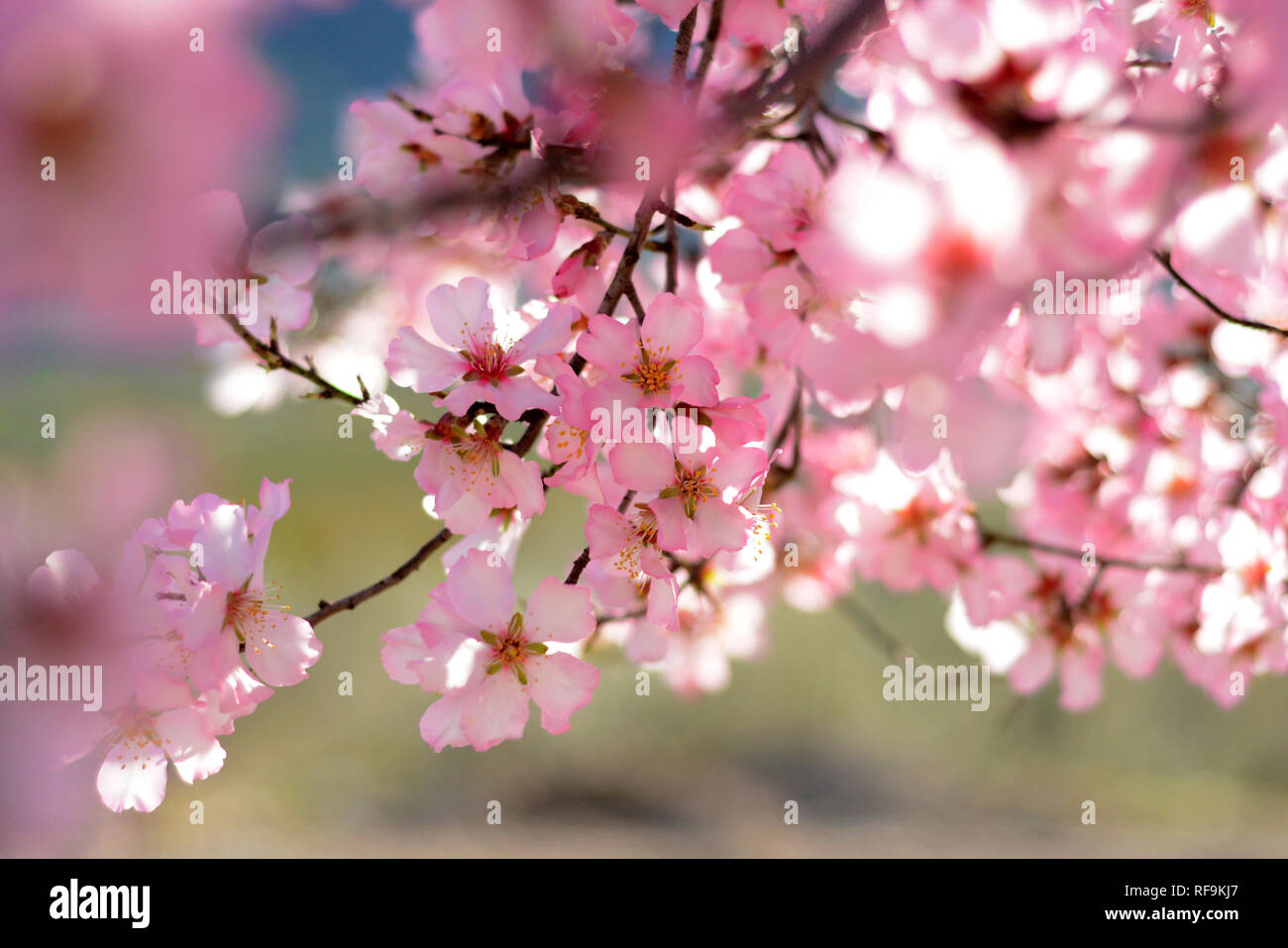 Spring blosoms hi-res stock photography and images - Alamy