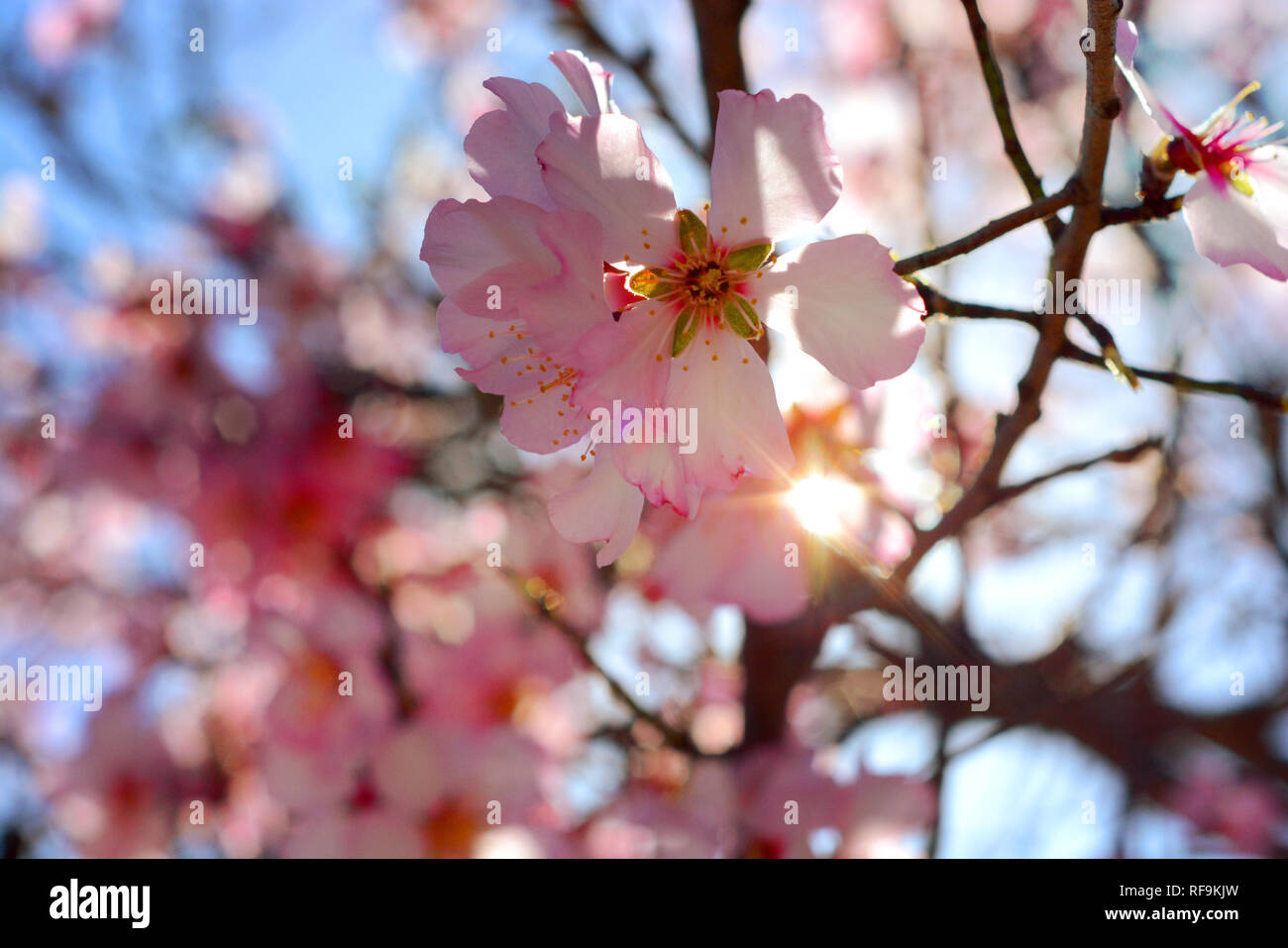 Spring blosoms hi-res stock photography and images - Alamy