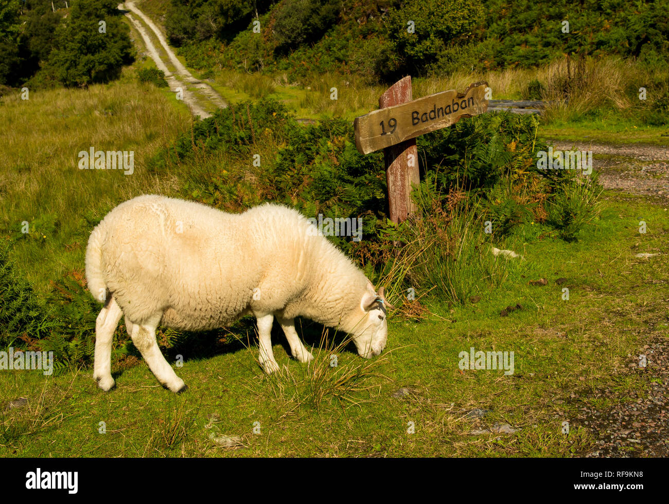 Badnaban hi-res stock photography and images - Alamy