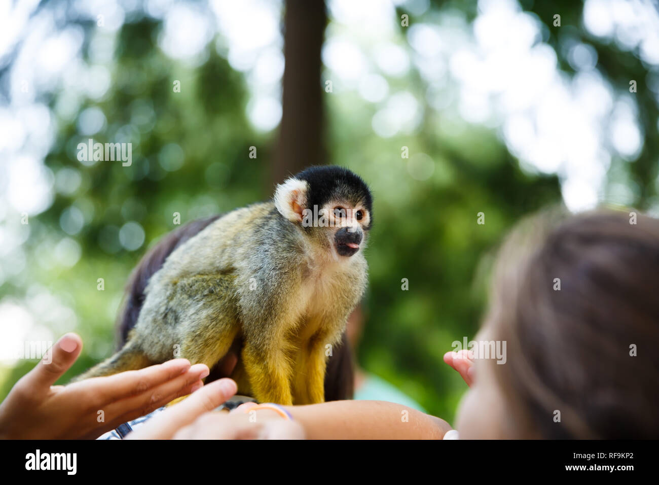 Monkey hand on head hi-res stock photography and images - Alamy