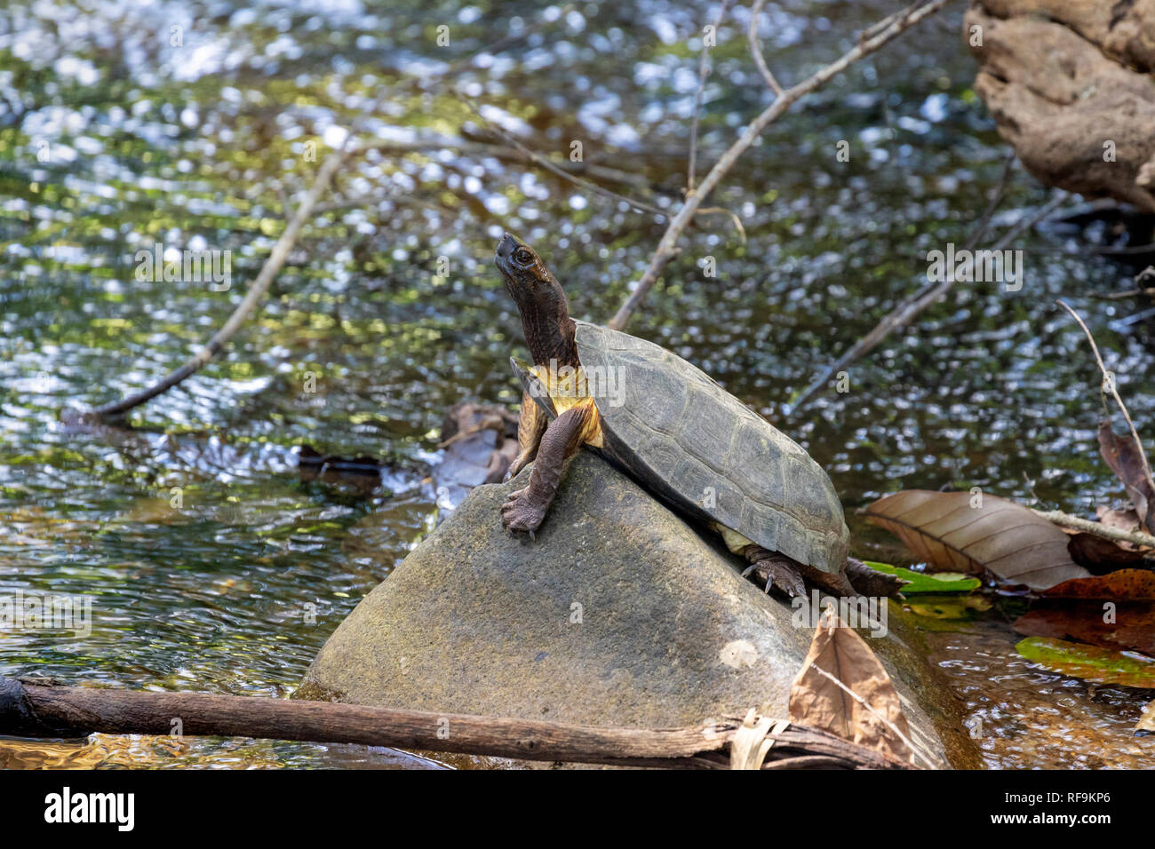 Turtle and thailand hi-res stock photography and images - Alamy