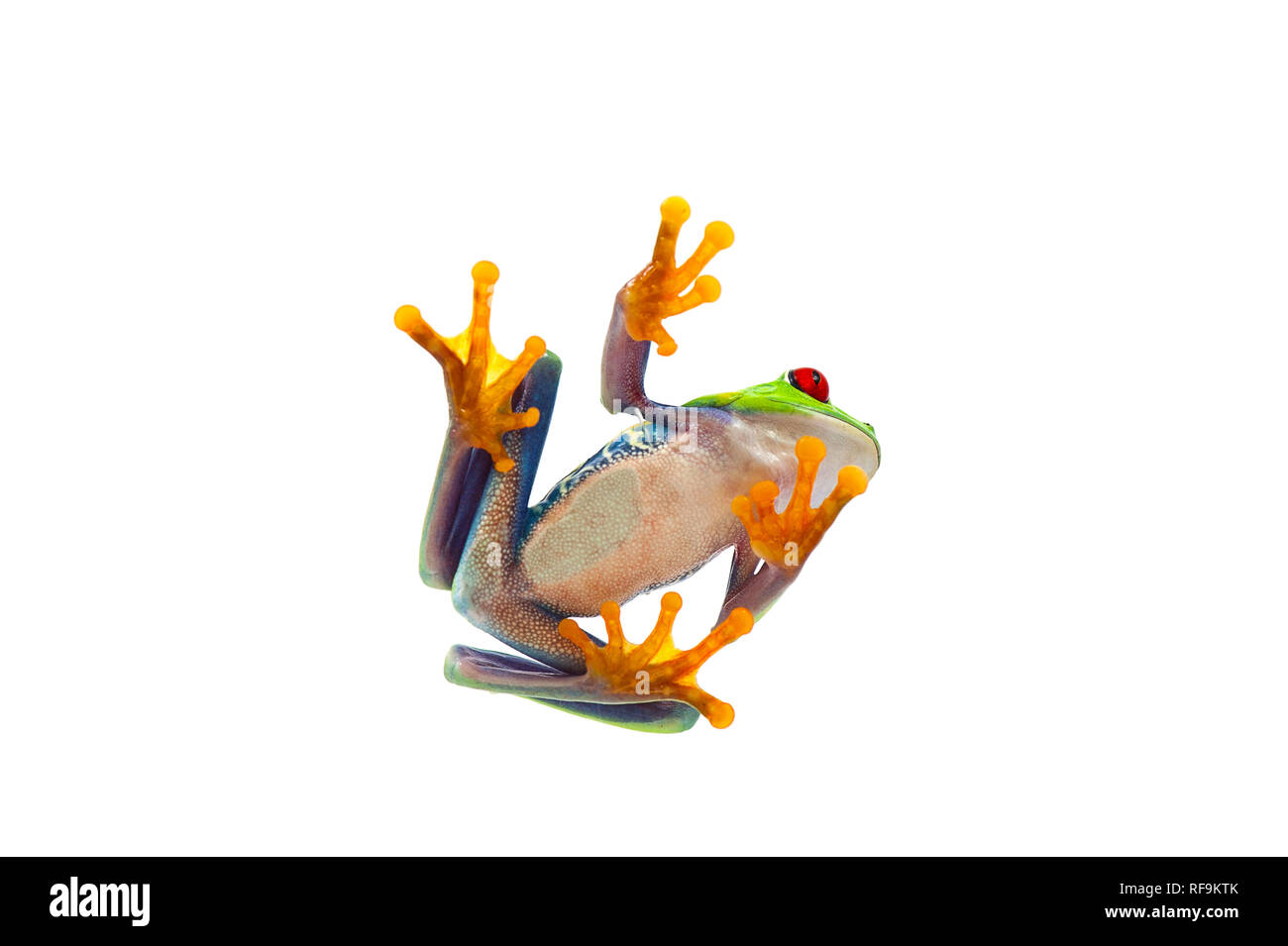 Red eyed tree frog isolated on white background Stock Photo - Alamy