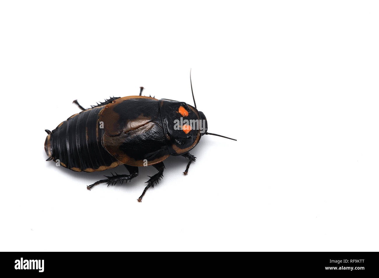 Giant cockroach isolated on white background Stock Photo - Alamy