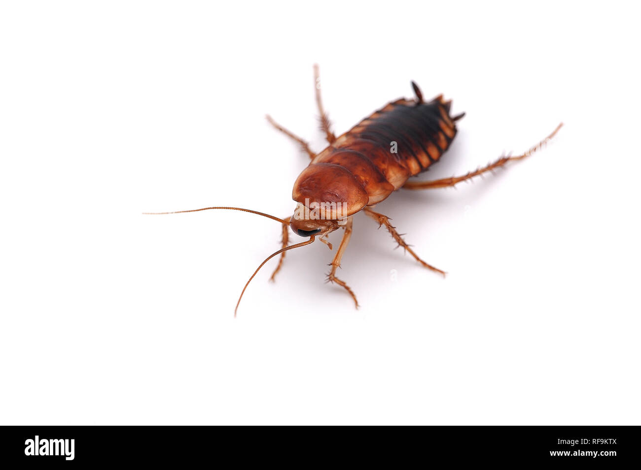 Giant cockroach isolated on white background Stock Photo - Alamy