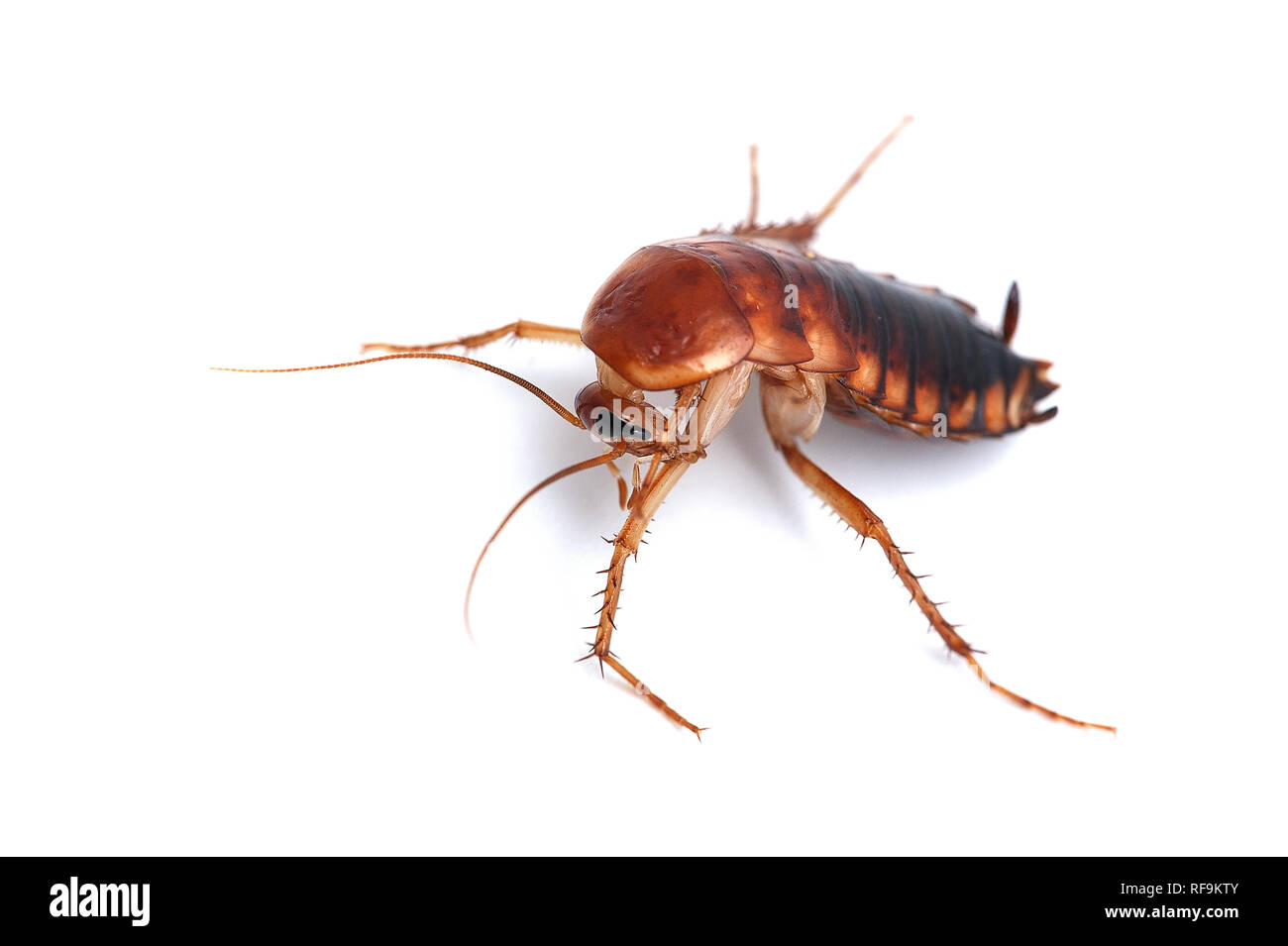 Giant cockroach isolated on white background Stock Photo - Alamy