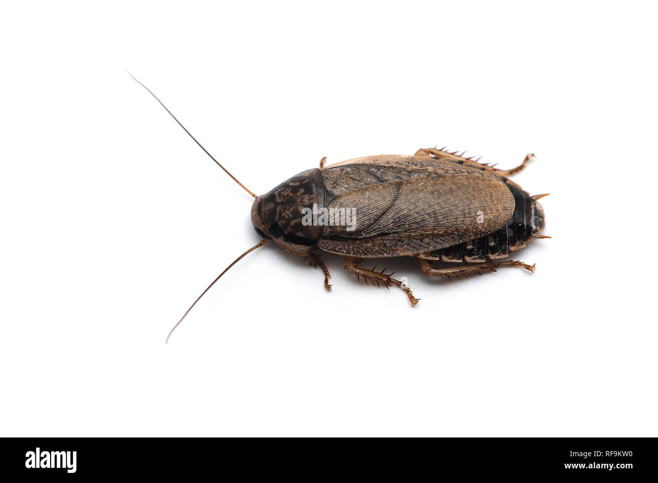 Giant cockroach isolated on white background Stock Photo - Alamy