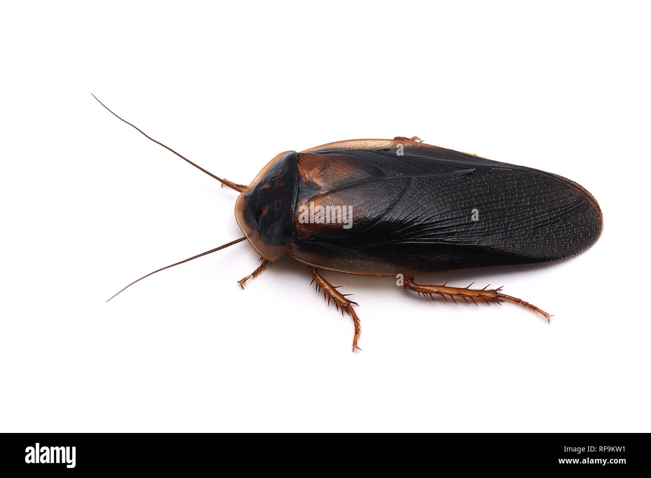 Giant cockroach isolated on white background Stock Photo - Alamy