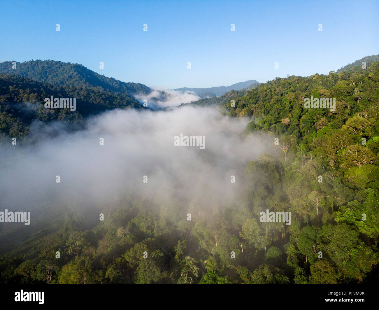 Rainforest canopy mist hi-res stock photography and images - Alamy