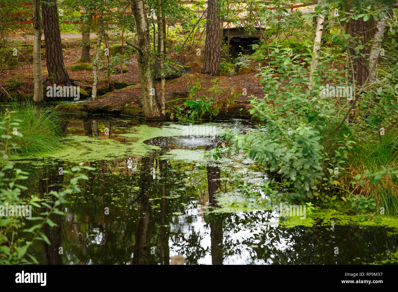 Rural scene at Skansen, the first open-air museum and zoo, located on ...