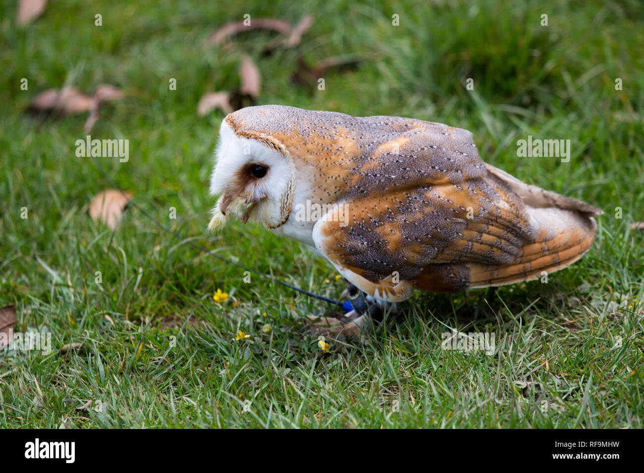 A captive Barn Owl stands on the Grass Stock Photo - Alamy