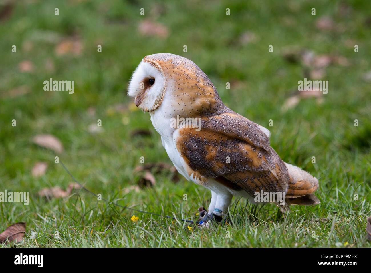 A captive Barn Owl stands on the Grass Stock Photo - Alamy