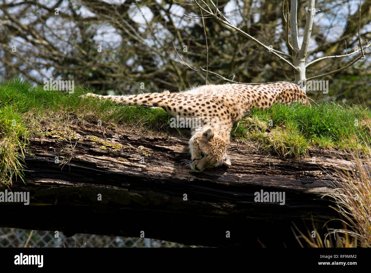 Benjamin mee dartmoor zoo hi-res stock photography and images - Alamy