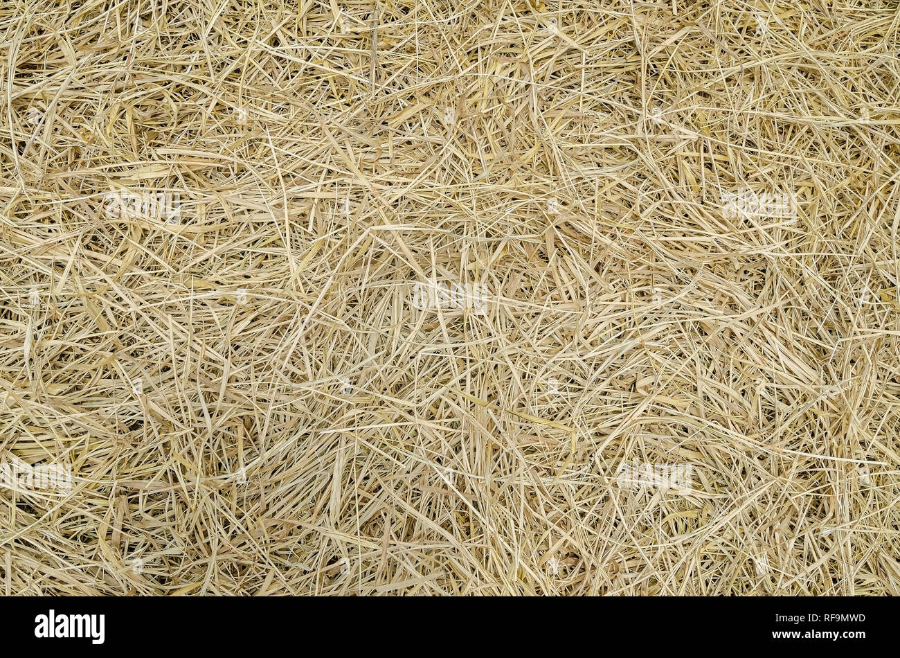 Dry grass. Texture of a dry grass on the floor. Capim seco Stock Photo ...