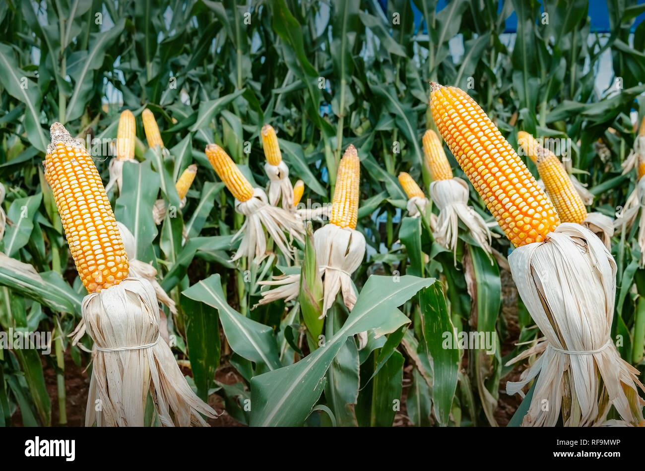 Corn plantation with the cobs exposed. Healthy plant. Green foliage ...