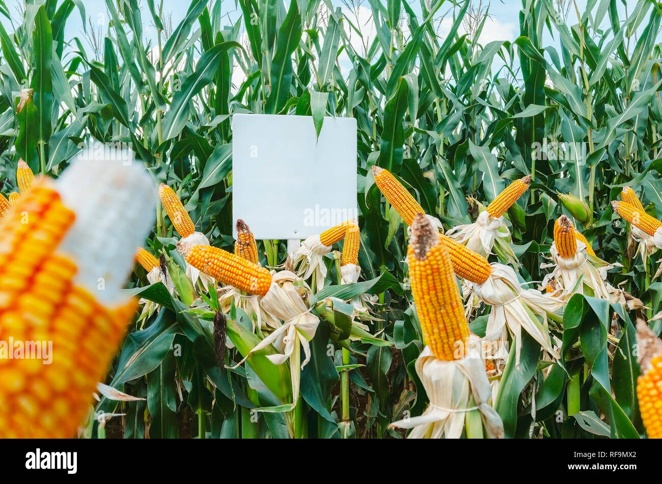 Corn plantation with the cobs exposed with a blank board to write ...