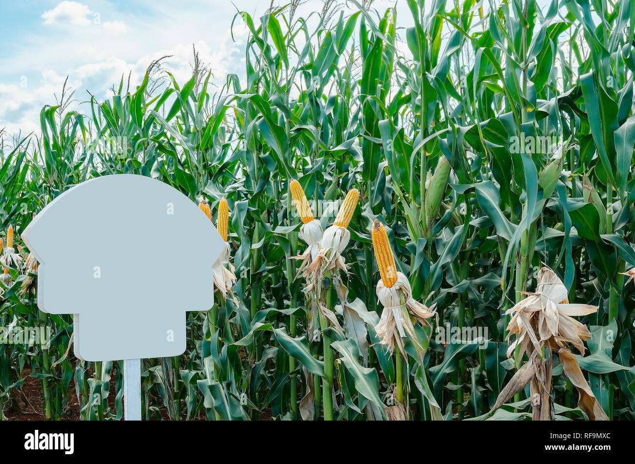Corn plantation with the cobs exposed with a blank board to write ...