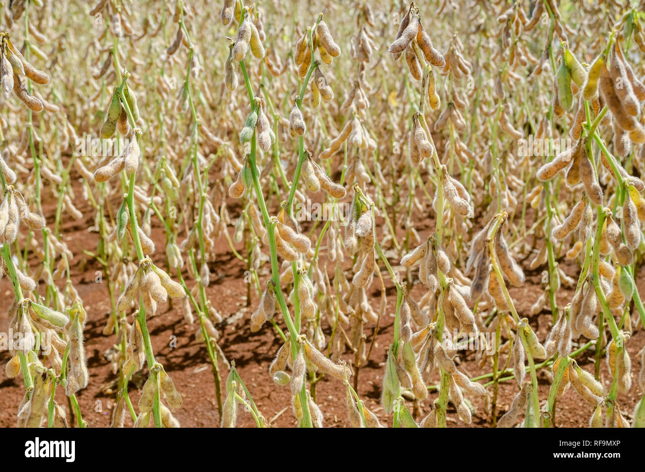 Soya pods exposed, with no foliage. Soy pods growing healthy. Farming ...