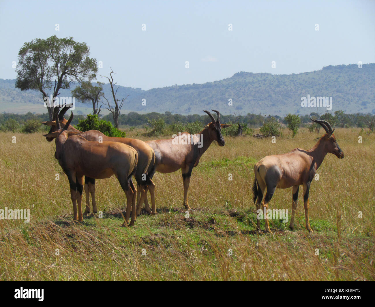 Damaliscus lunatus jimela hi-res stock photography and images - Alamy
