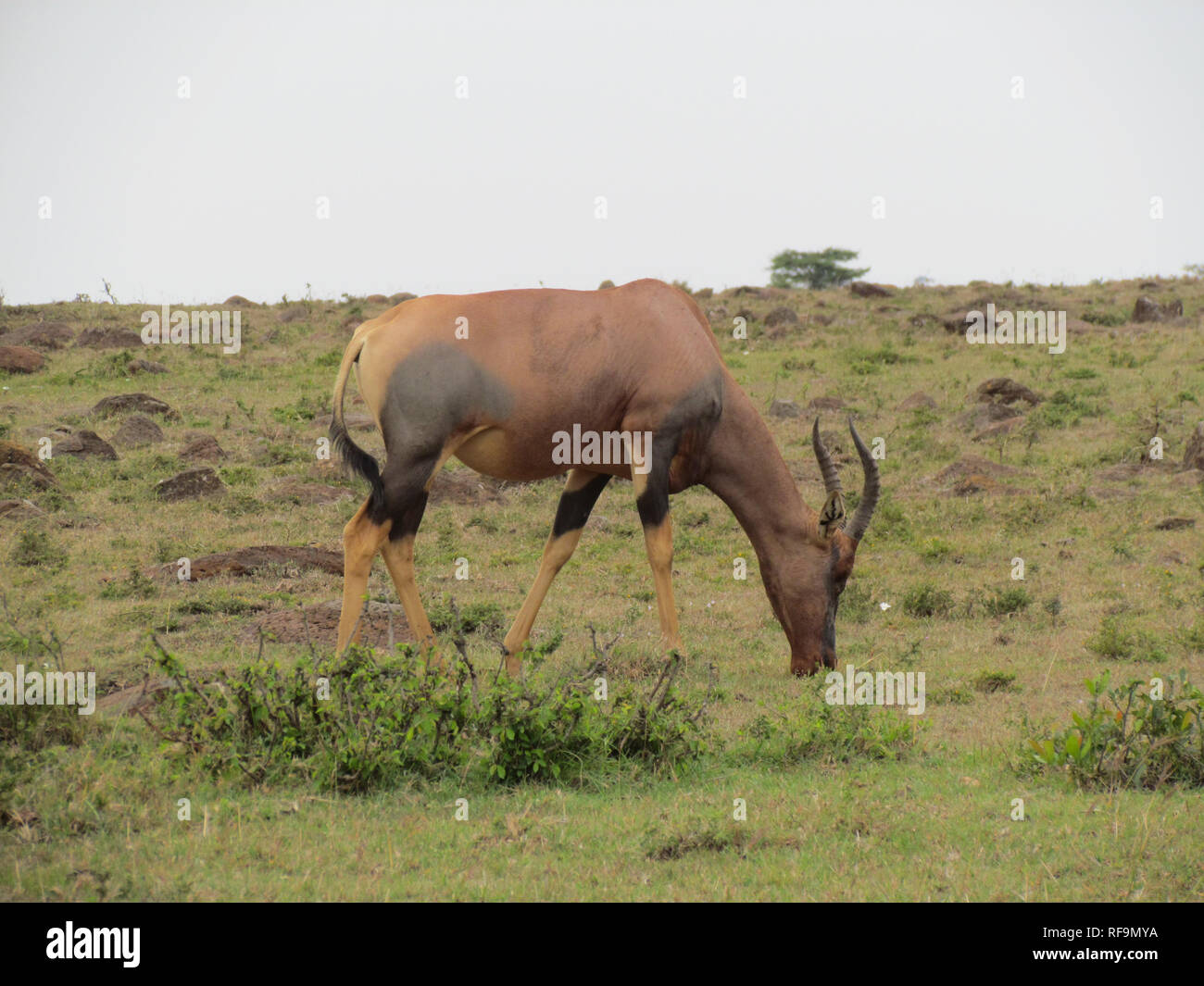 Damaliscus lunatus jimela hi-res stock photography and images - Alamy
