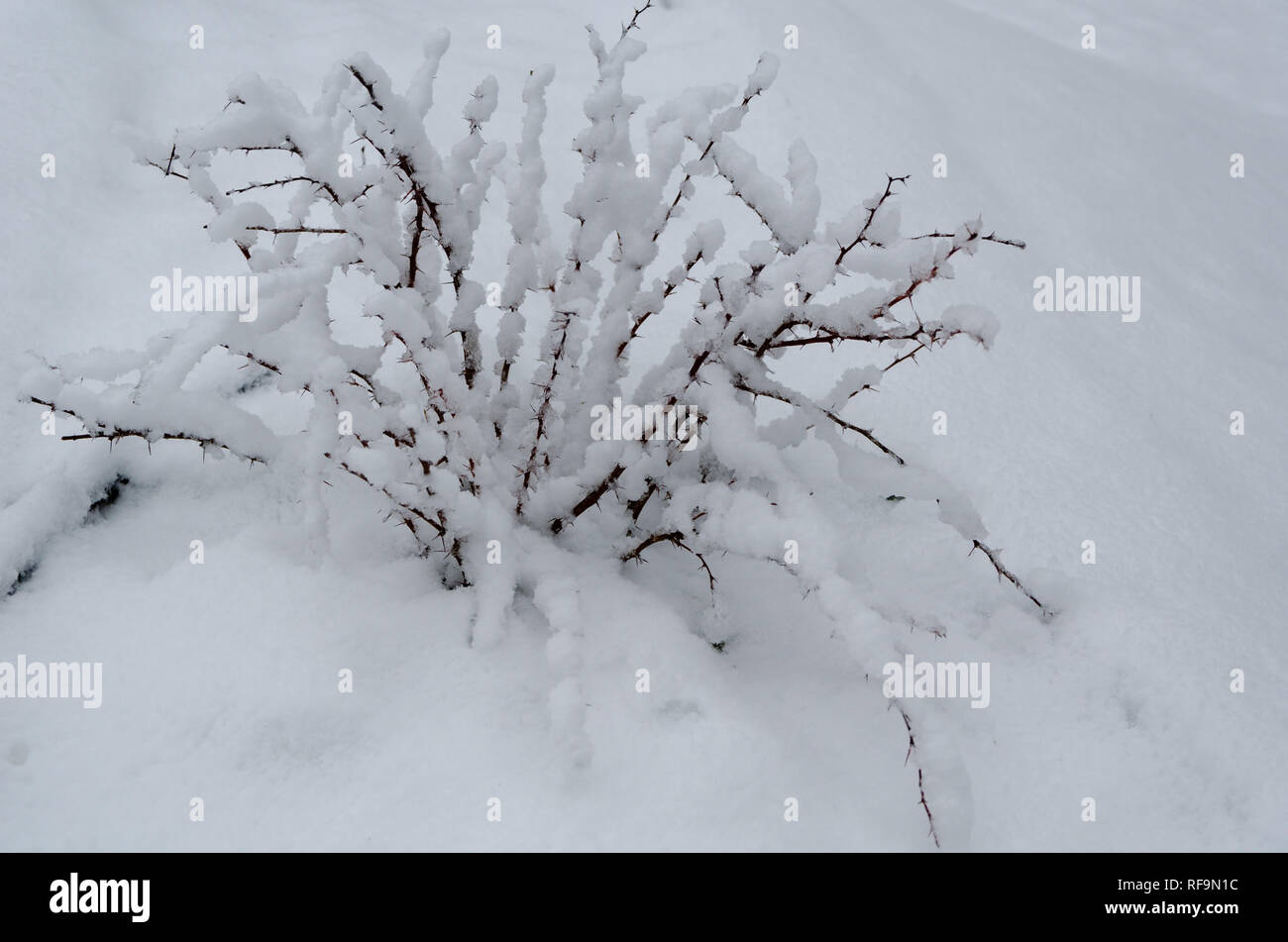 Branches of bushes in snow in the winter in snow weather. Winter ...