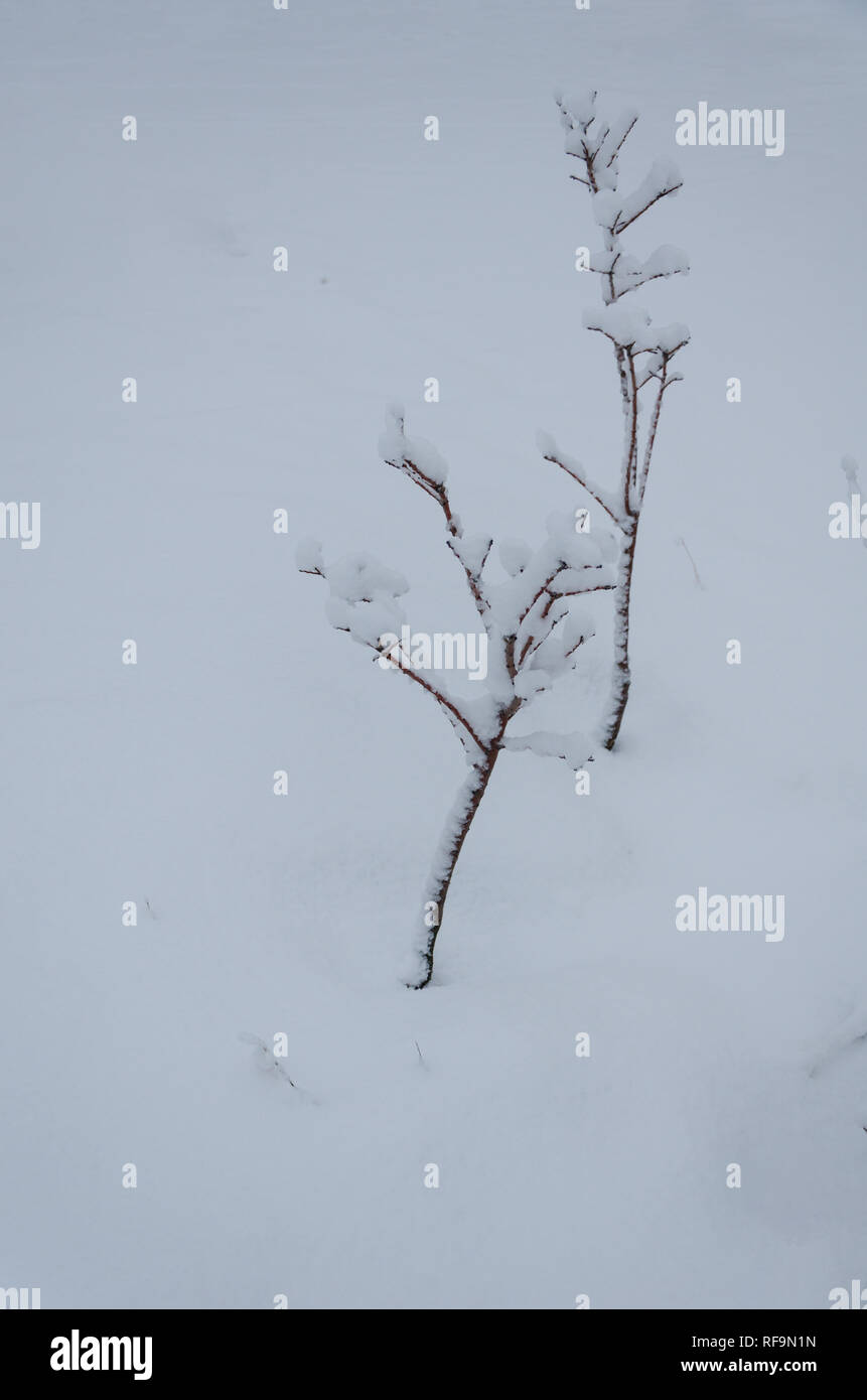 Branches of bushes in snow in the winter in snow weather. Winter ...