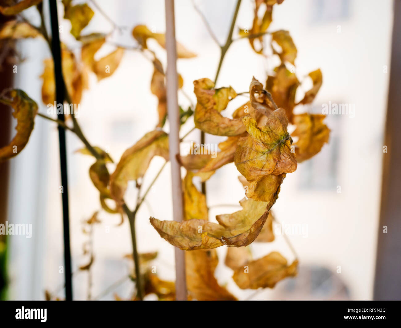 dead dry tomato plant in kitchen window Stock Photo - Alamy