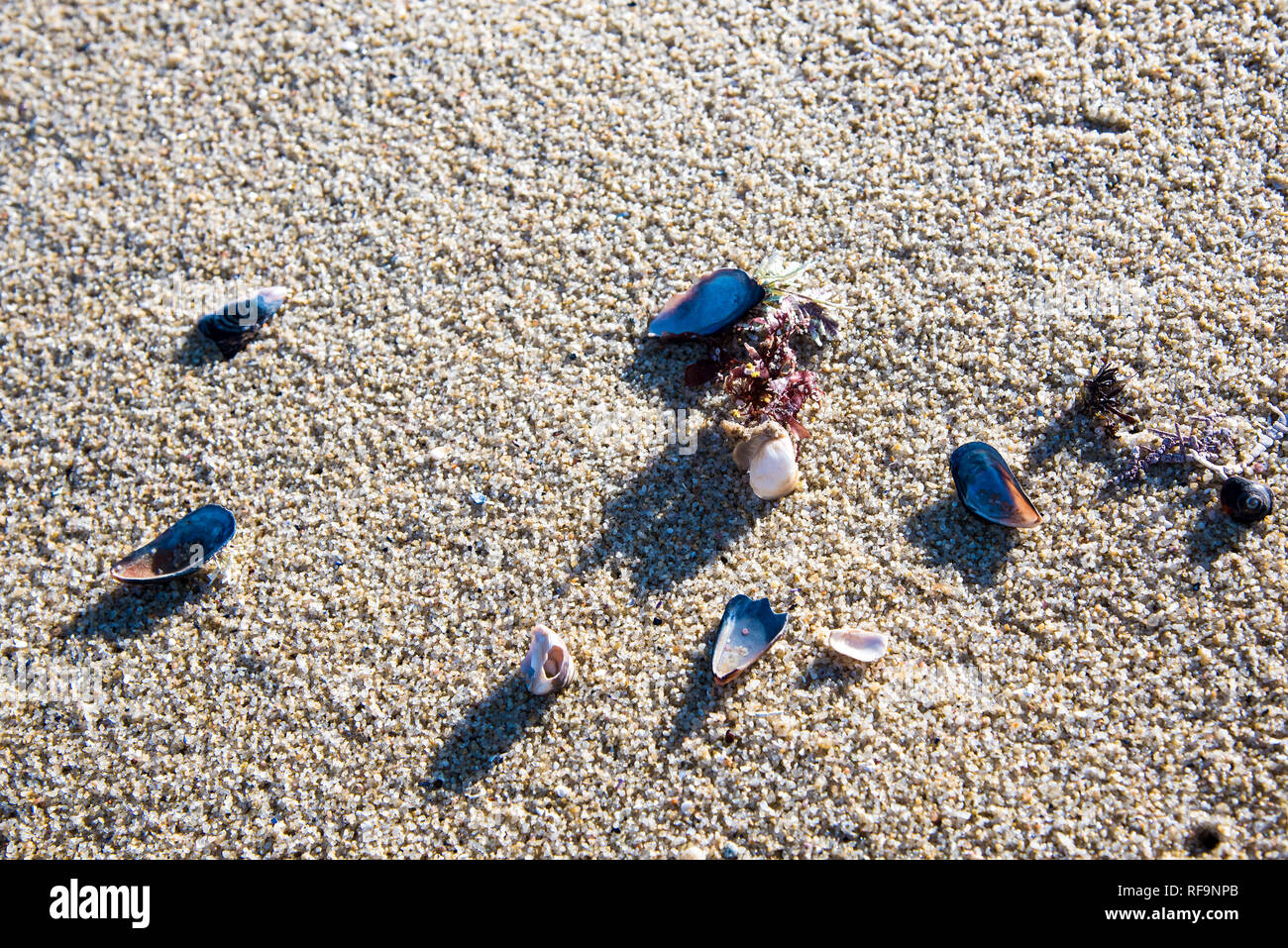 Shells, coral, and sea creatures on a sandy beach Stock Photo - Alamy
