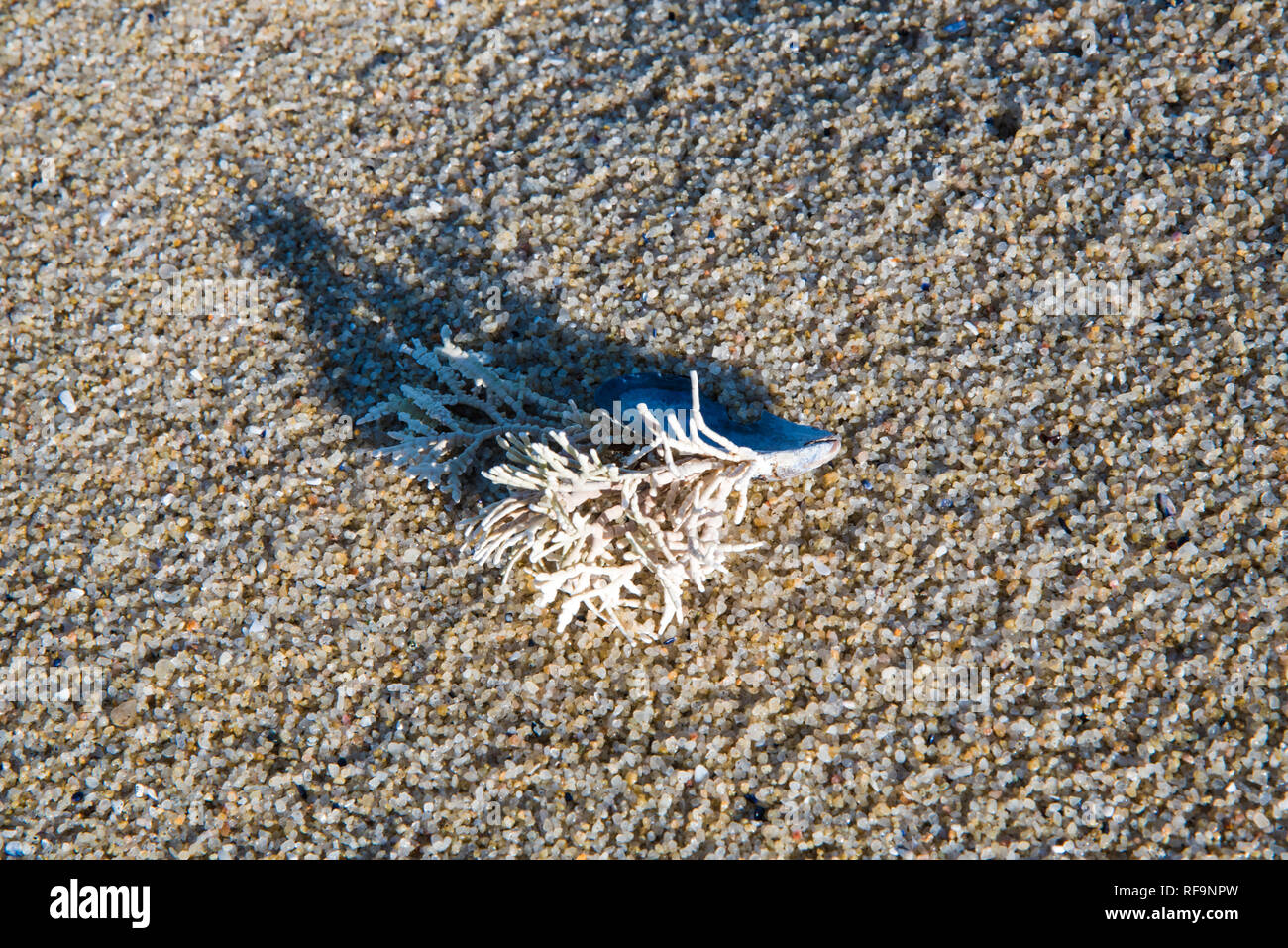 Shells, coral, and sea creatures on a sandy beach Stock Photo - Alamy