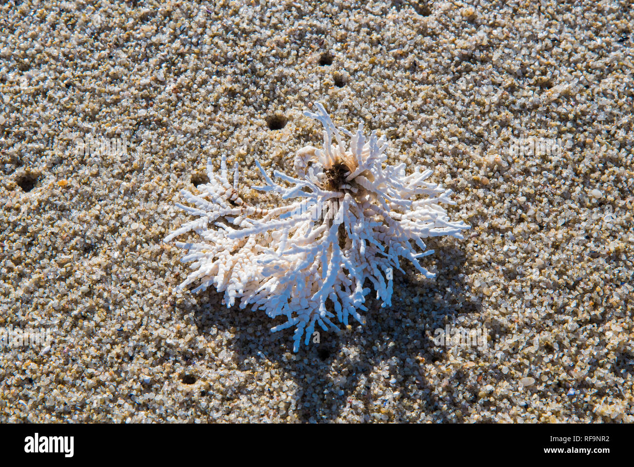 Coral washed up on a beach hi-res stock photography and images - Alamy