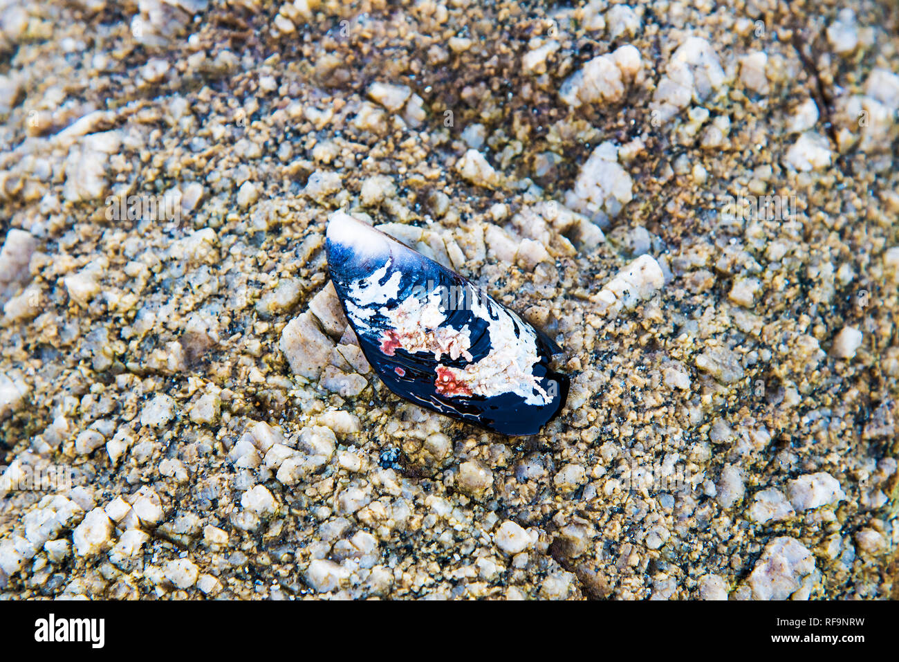 Shells, coral, and sea creatures on a sandy beach Stock Photo - Alamy