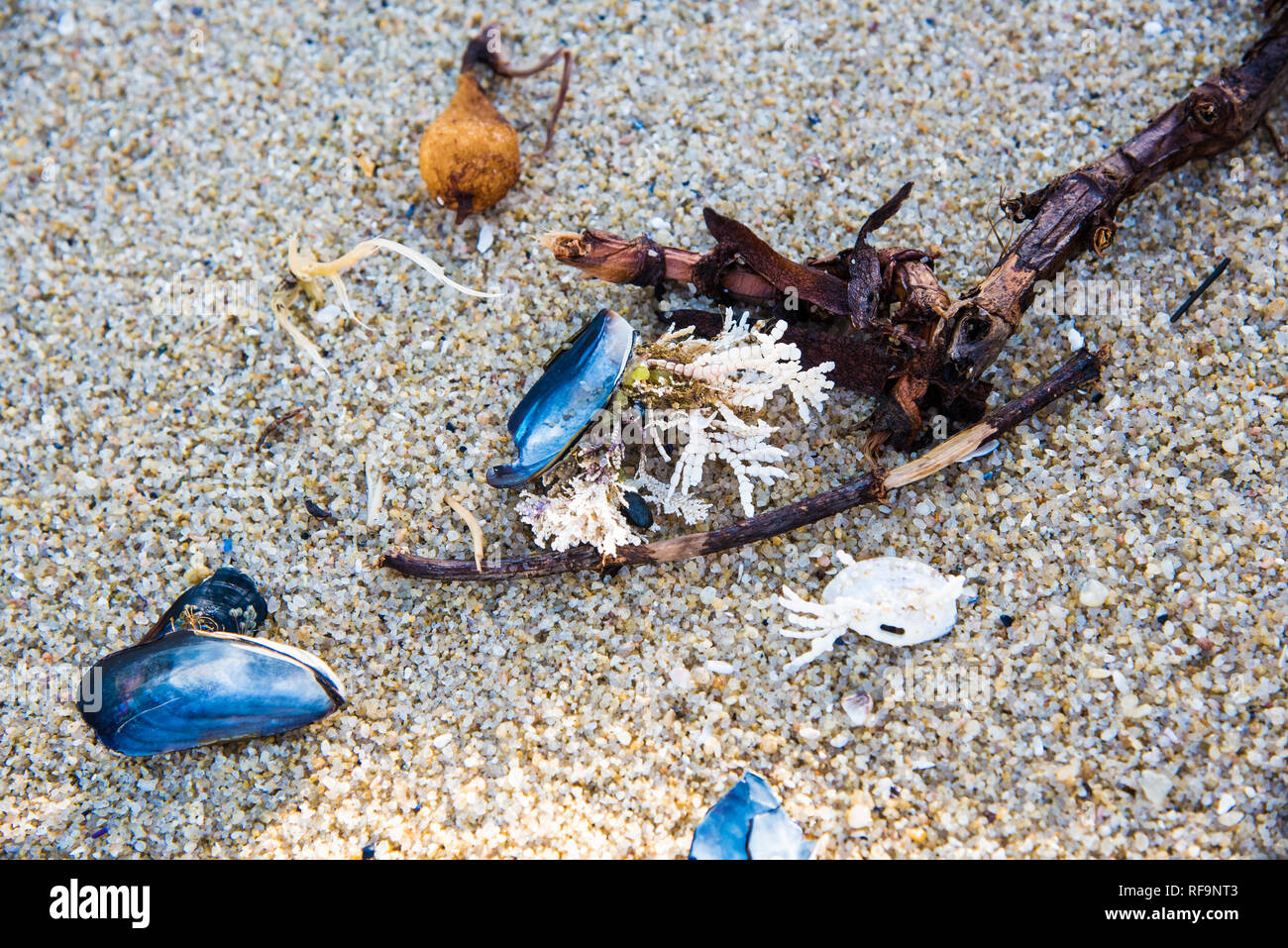 Shells, coral, and sea creatures on a sandy beach Stock Photo - Alamy