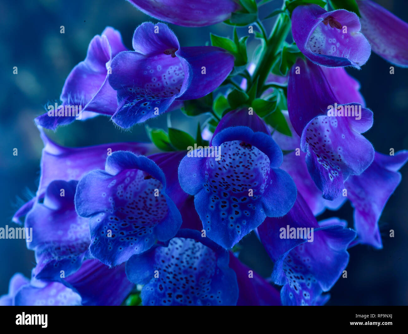 Close-up digitalis flower portrait photograph Stock Photo - Alamy