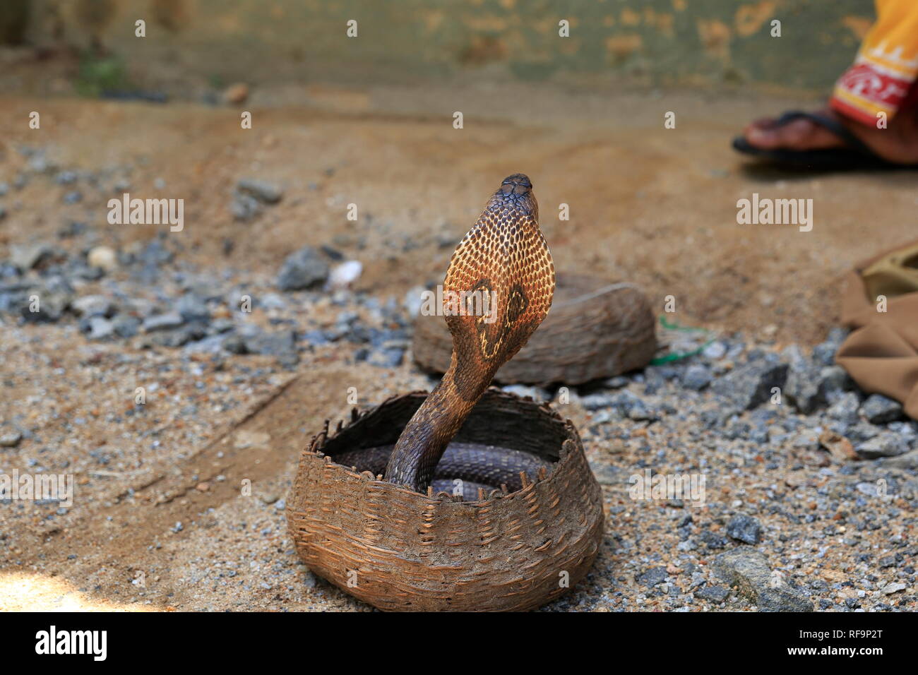 King Cobra with Snake charmer, Sri Lanka Stock Photo - Alamy